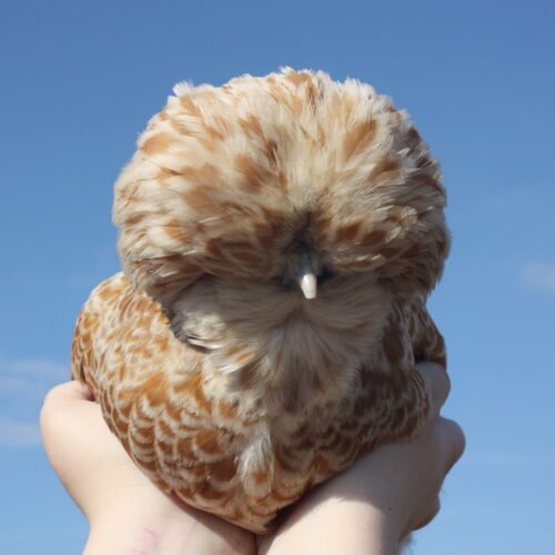 Our Team – Elysian