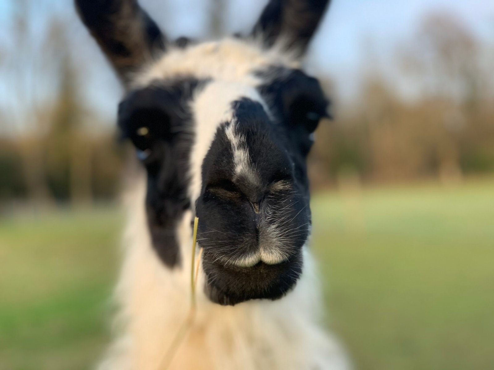 The Elysian Education provision - Elysian