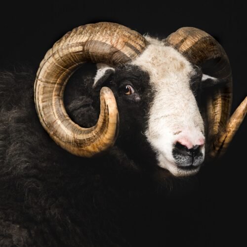 Our Team – Elysian