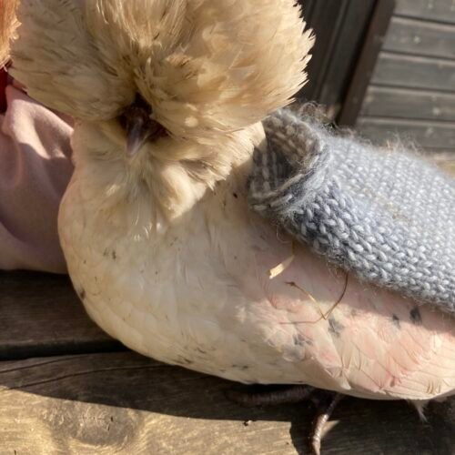 Our Team – Elysian