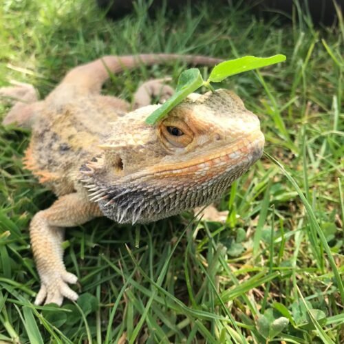 Our Team – Elysian